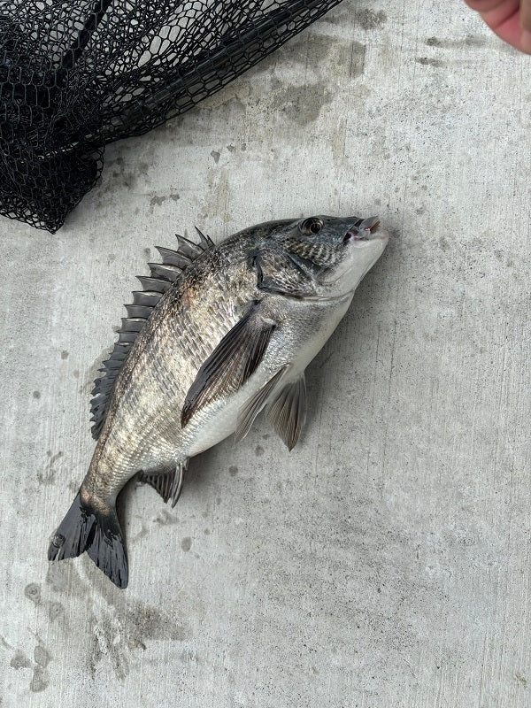 【南芦屋浜エビ撒き釣り】渋い状況を打ち破る1枚！42cmのチヌをキャッチ🐟 – つり具のBunBun.com