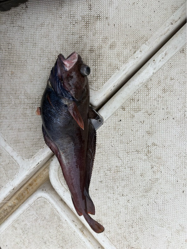 【アカムツ釣り初挑戦】中深海ゲームで多魚種GET！相模原スタッフ釣行レポート – つり具のBunBun.com